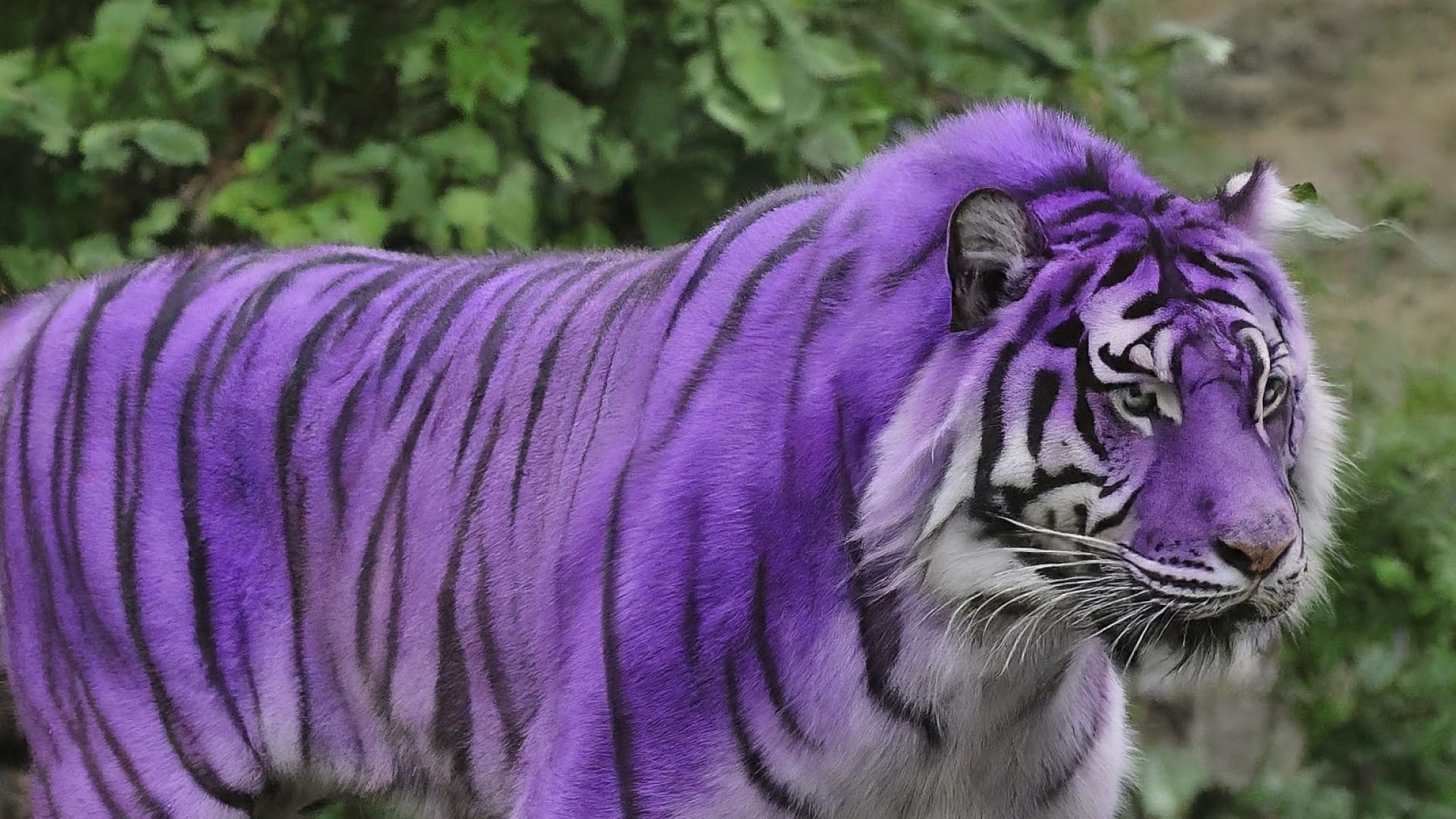 Daniel Kahneman, "What You See Is All There Is" — WYSIATI